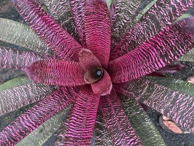 Vriesea Hybrid Flaming Tiger | Fantastic Gardens Hawaii