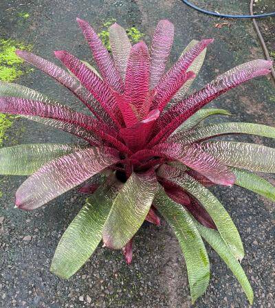 Vriesea Hybrid Flaming Tiger | Fantastic Gardens Hawaii