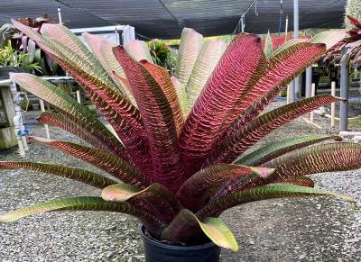 Vriesea Hybrid Flying Tiger | Fantastic Gardens Hawaii