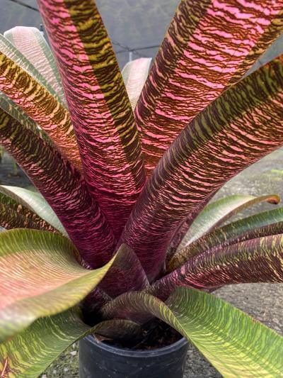 Vriesea Hybrid Flying Tiger | Fantastic Gardens Hawaii