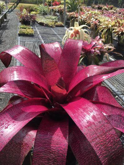 Vriesea Hybrid Grow Love | Fantastic Gardens Hawaii