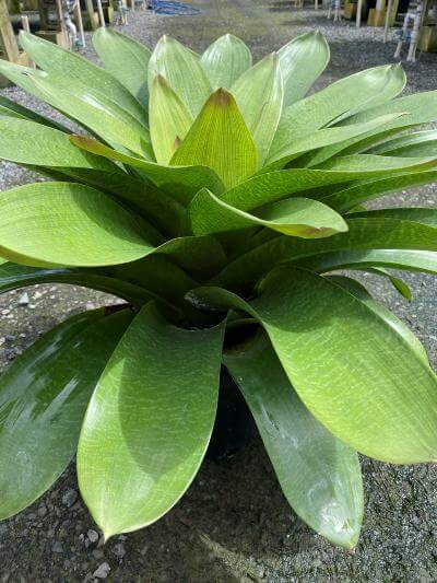 Vriesea Hybrid Jade Lotus | Fantastic Gardens Hawaii