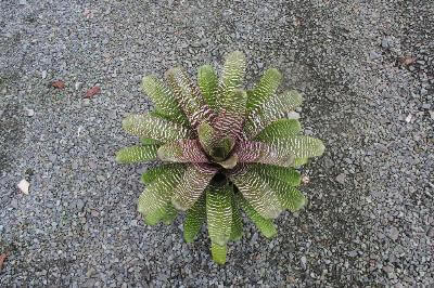 Vriesea X Tiger Dawn | Fantastic Gardens Hawaii