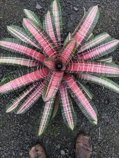 Vriesea hybrid Pink Mink | Fantastic Gardens Hawaii