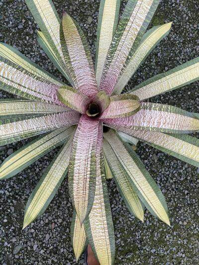 Vriesea hybrid Pale Rider | Fantastic Gardens Hawaii