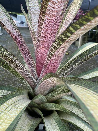 Vriesea hybrid Pale Rider | Fantastic Gardens Hawaii