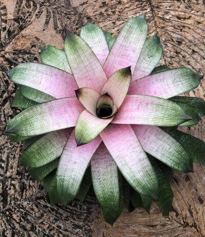 Vriesea hybrid Luscious Lady | Fantastic Gardens Hawaii