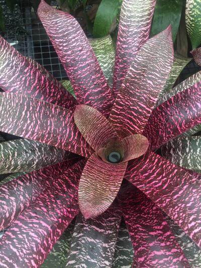 Vriesea hybrid Jimmy V | Fantastic Gardens Hawaii