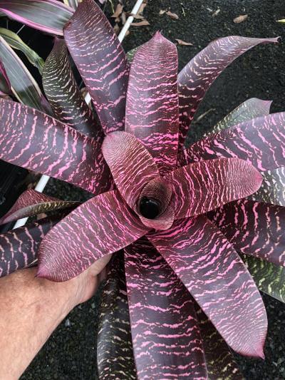 Vriesea hybrid Jimmy V | Fantastic Gardens Hawaii