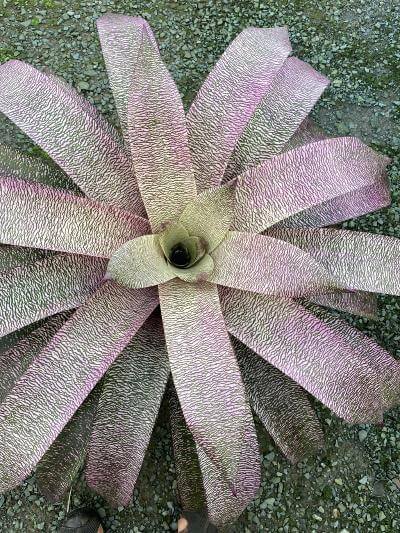 Vriesea hybrid Luscious Lavender | Fantastic Gardens Hawaii