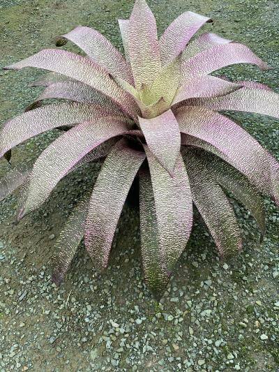 Vriesea hybrid Luscious Lavender | Fantastic Gardens Hawaii