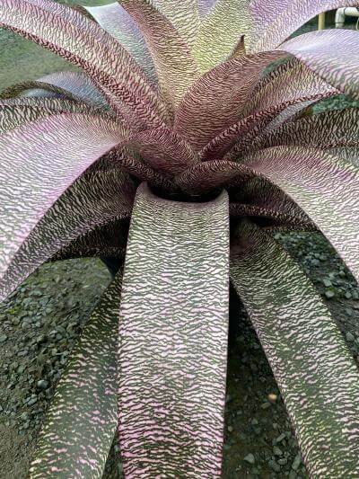 Vriesea hybrid Luscious Lavender | Fantastic Gardens Hawaii