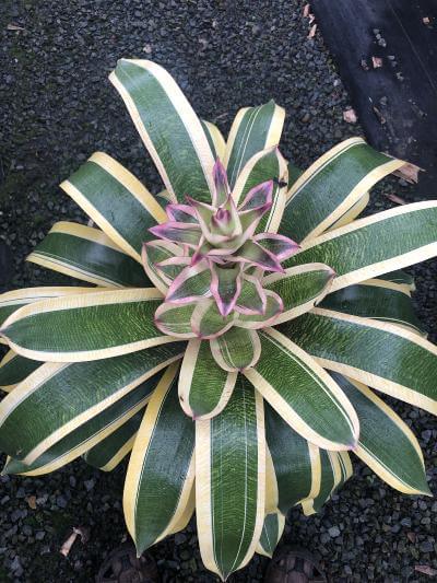 Vriesea hybrid `Gold King' | Fantastic Gardens Hawaii