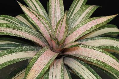 Vriesea hybrid `Candy Stripe' | Fantastic Gardens Hawaii