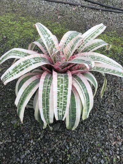 Goudaea ospinea Snow Queen | Fantastic Gardens Hawaii