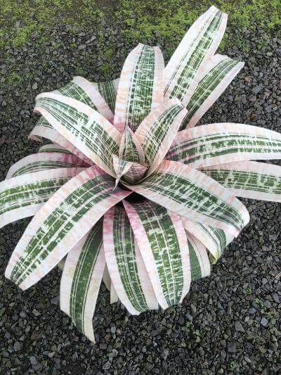 Goudaea ospinea Snow Queen | Fantastic Gardens Hawaii