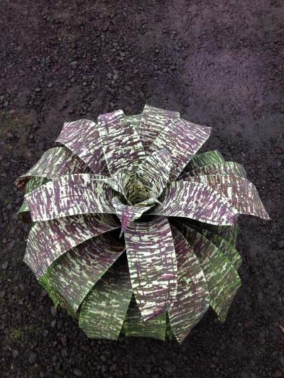 Goudaea ospenia Gruberii `Hawaiian Magic' | Fantastic Gardens Hawaii