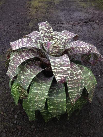 Goudaea ospenia Gruberii `Hawaiian Magic' | Fantastic Gardens Hawaii