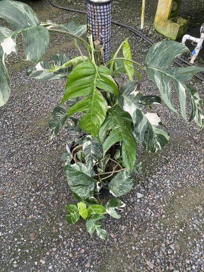 Epipremnum Pinnatum Variegata | Fantastic Gardens Hawaii