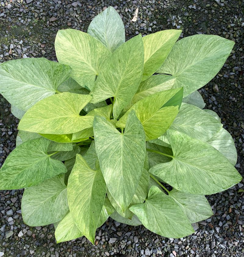 Homalomena pendula Mint | Fantastic Gardens Hawaii
