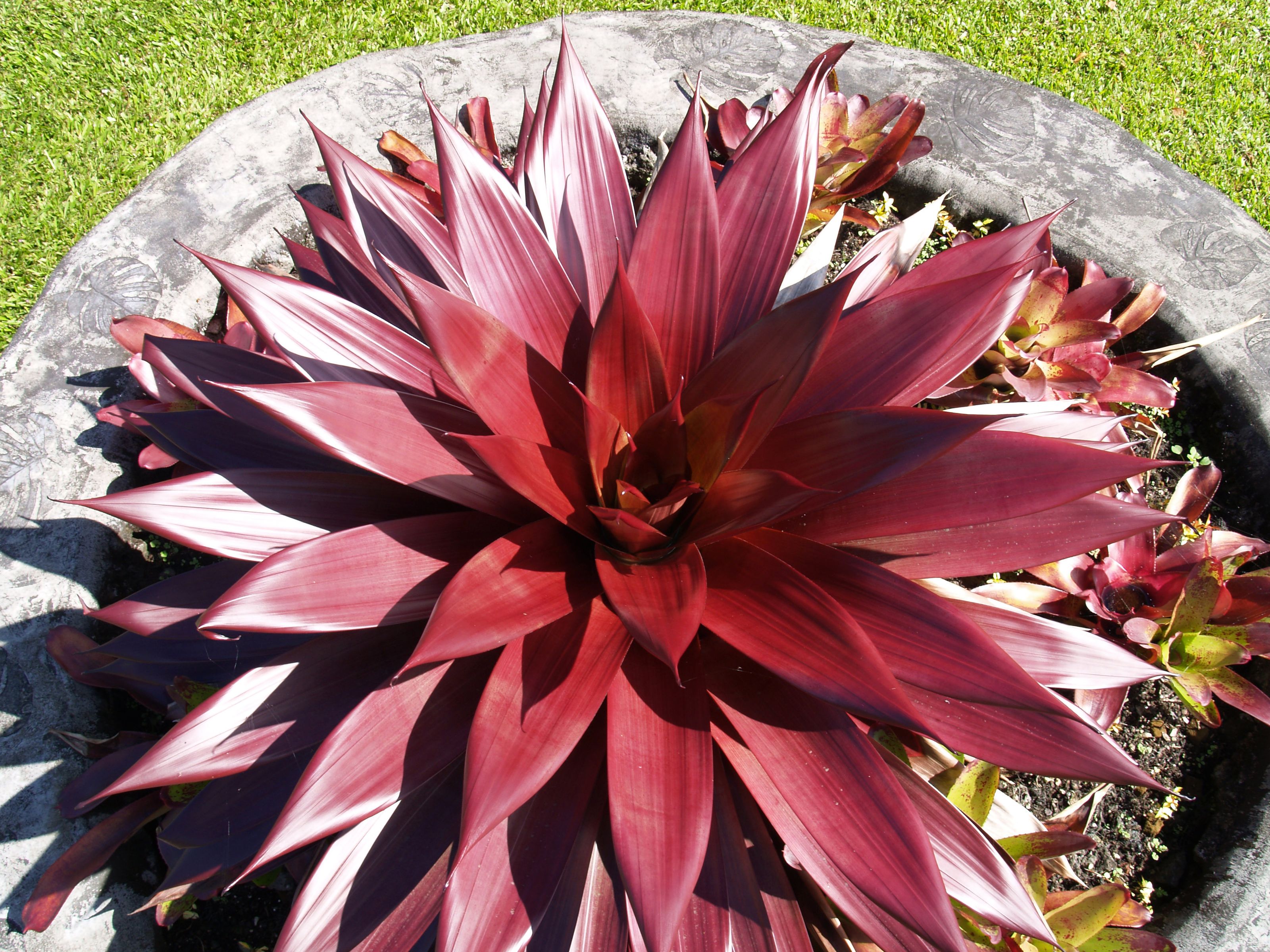 Bromeliads | Fantastic Gardens Hawaii