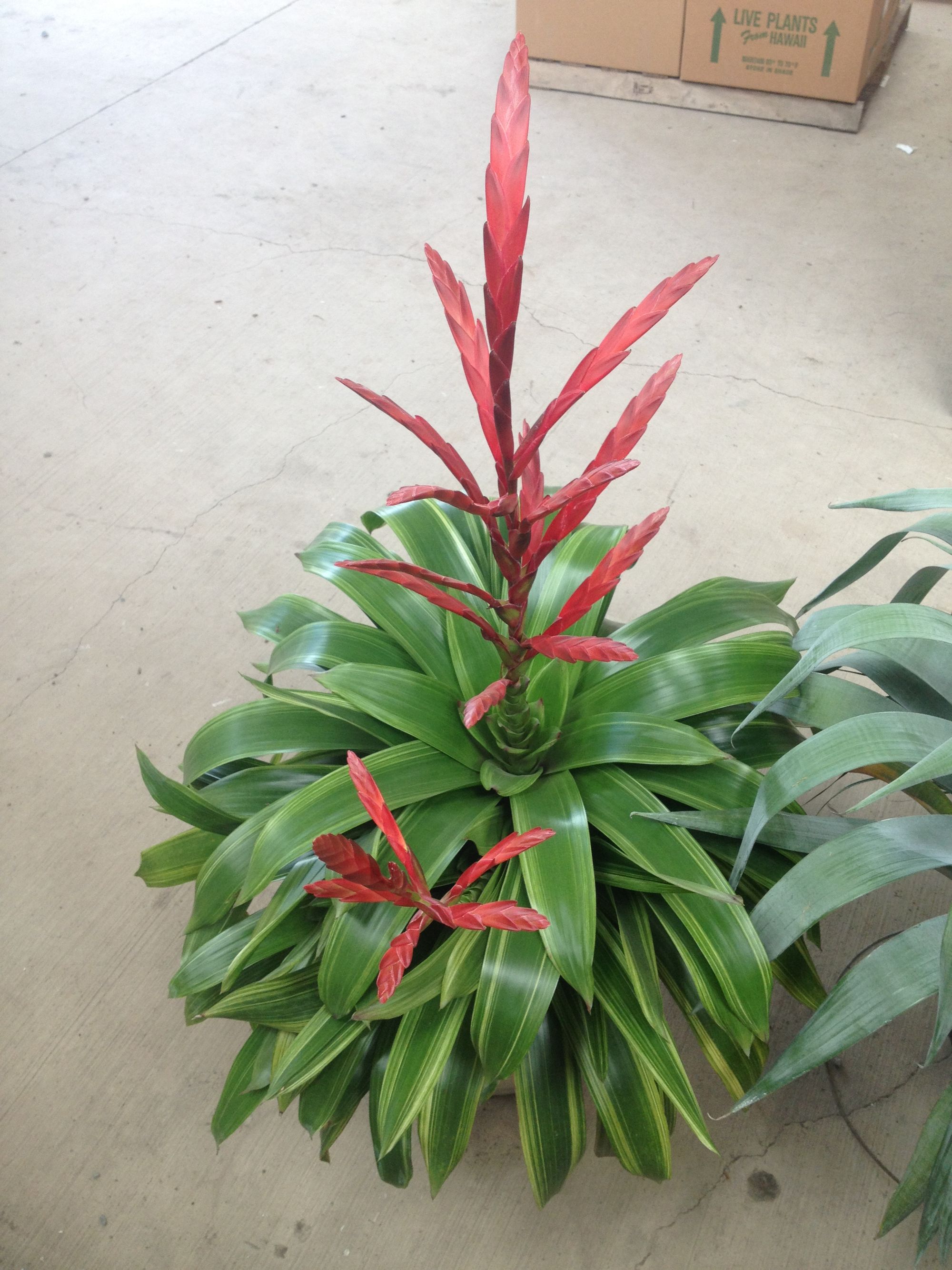 Bromeliads | Fantastic Gardens Hawaii