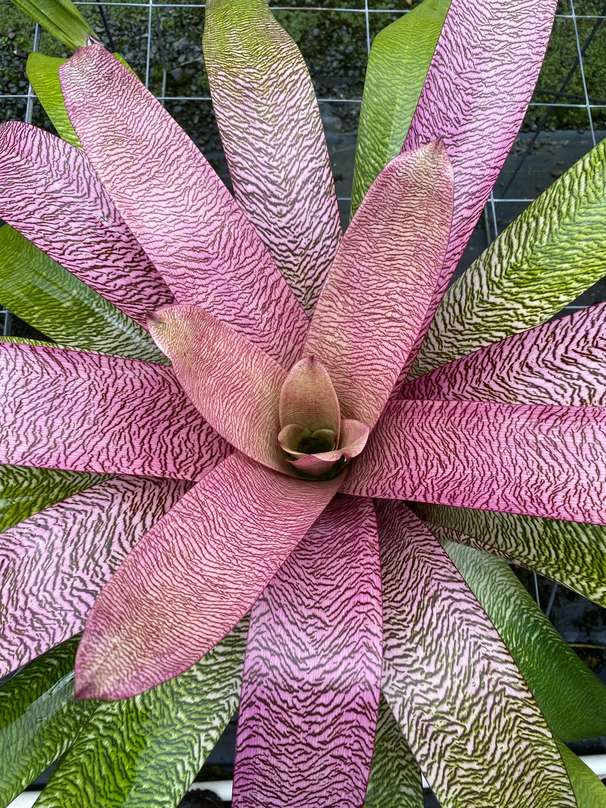 Vriesea 'Pink Herringbone' | Fantastic Gardens Hawaii