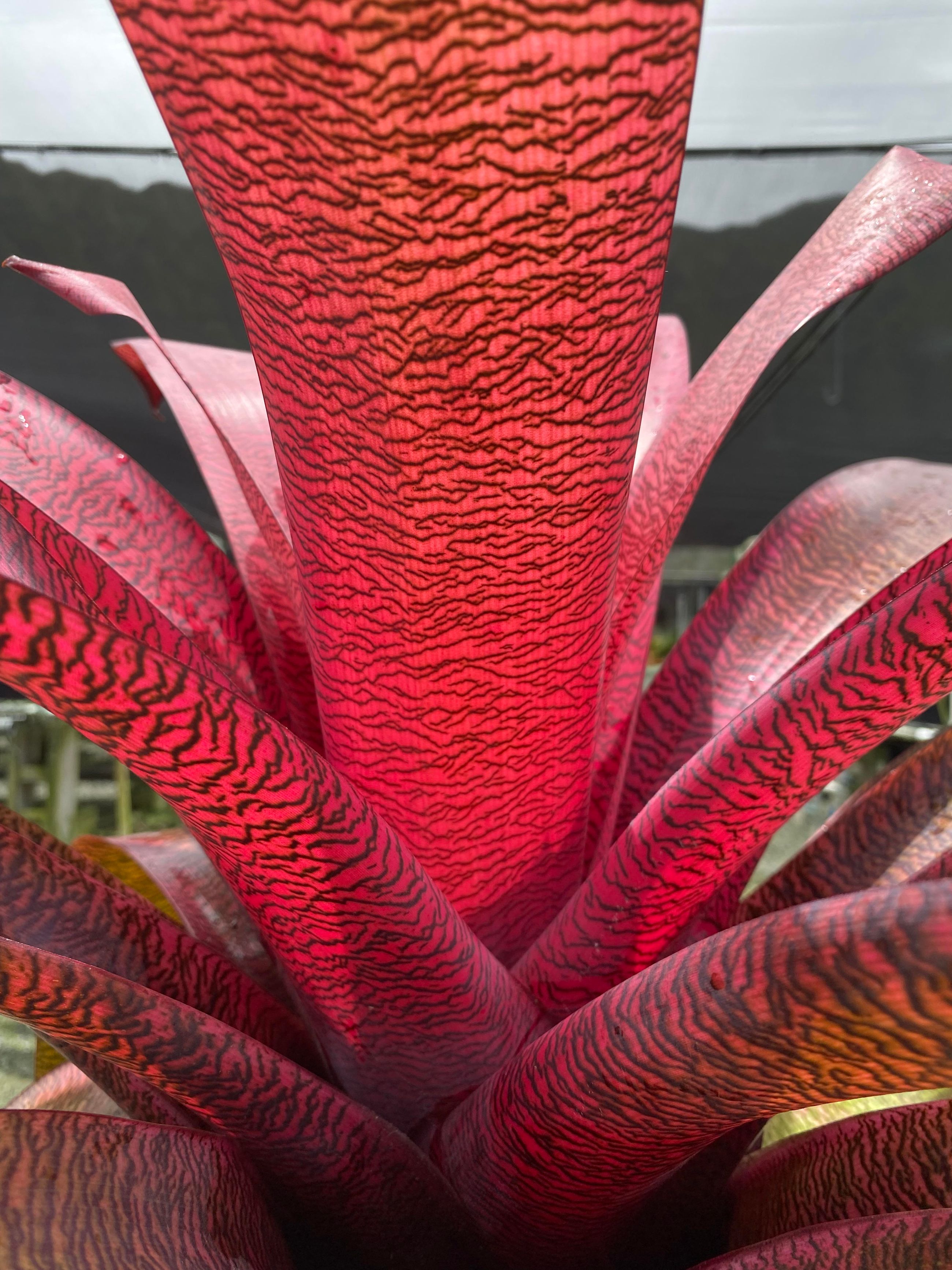 Vriesea 'Hawaiian Lava Flow' | Fantastic Gardens Hawaii