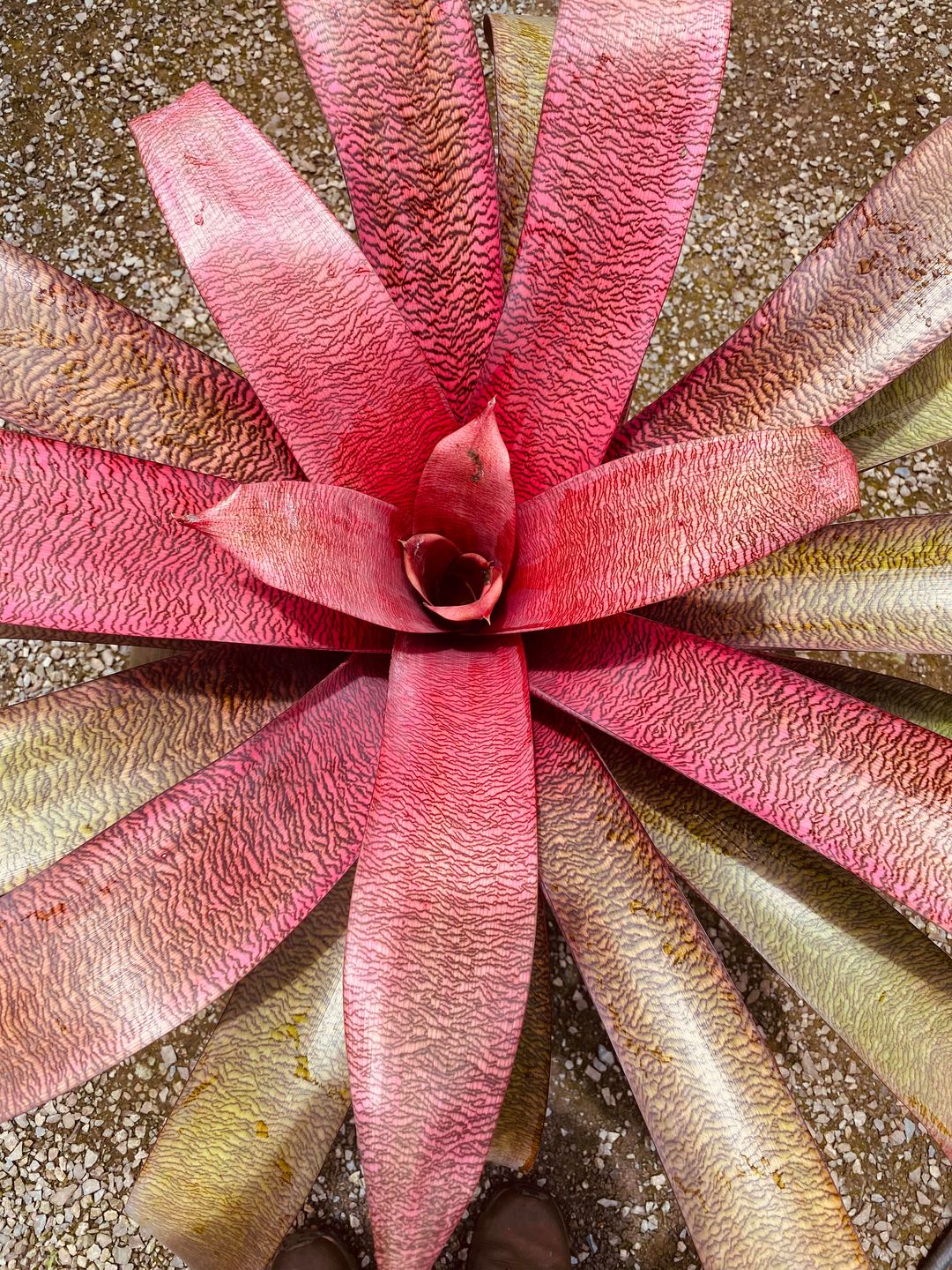 Vriesea 'Hawaiian Lava Flow' | Fantastic Gardens Hawaii
