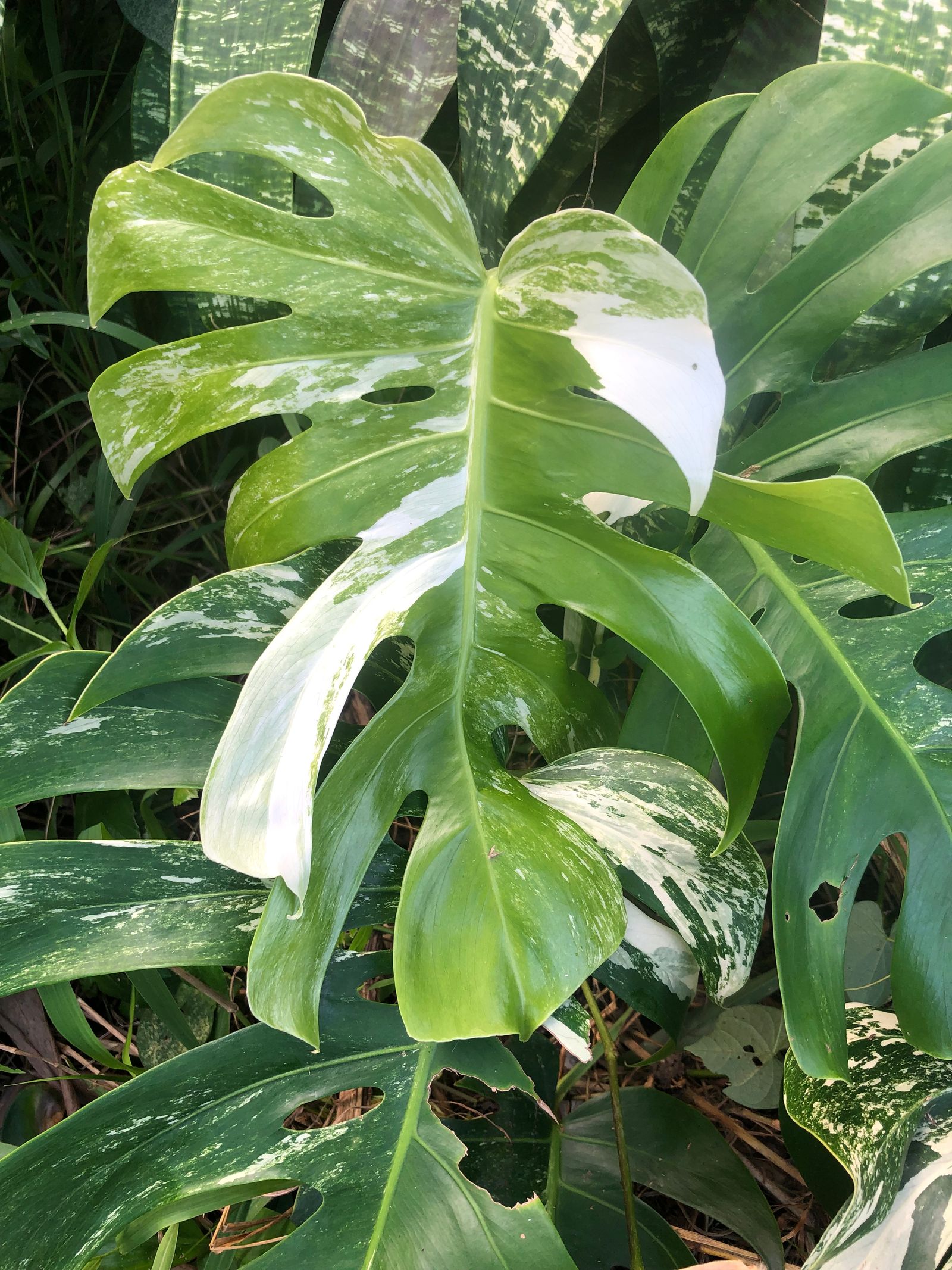 Monstera deliciosa Albo | Fantastic Gardens Hawaii