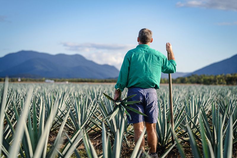 Act Of Treason | Australian Agave from Queensland