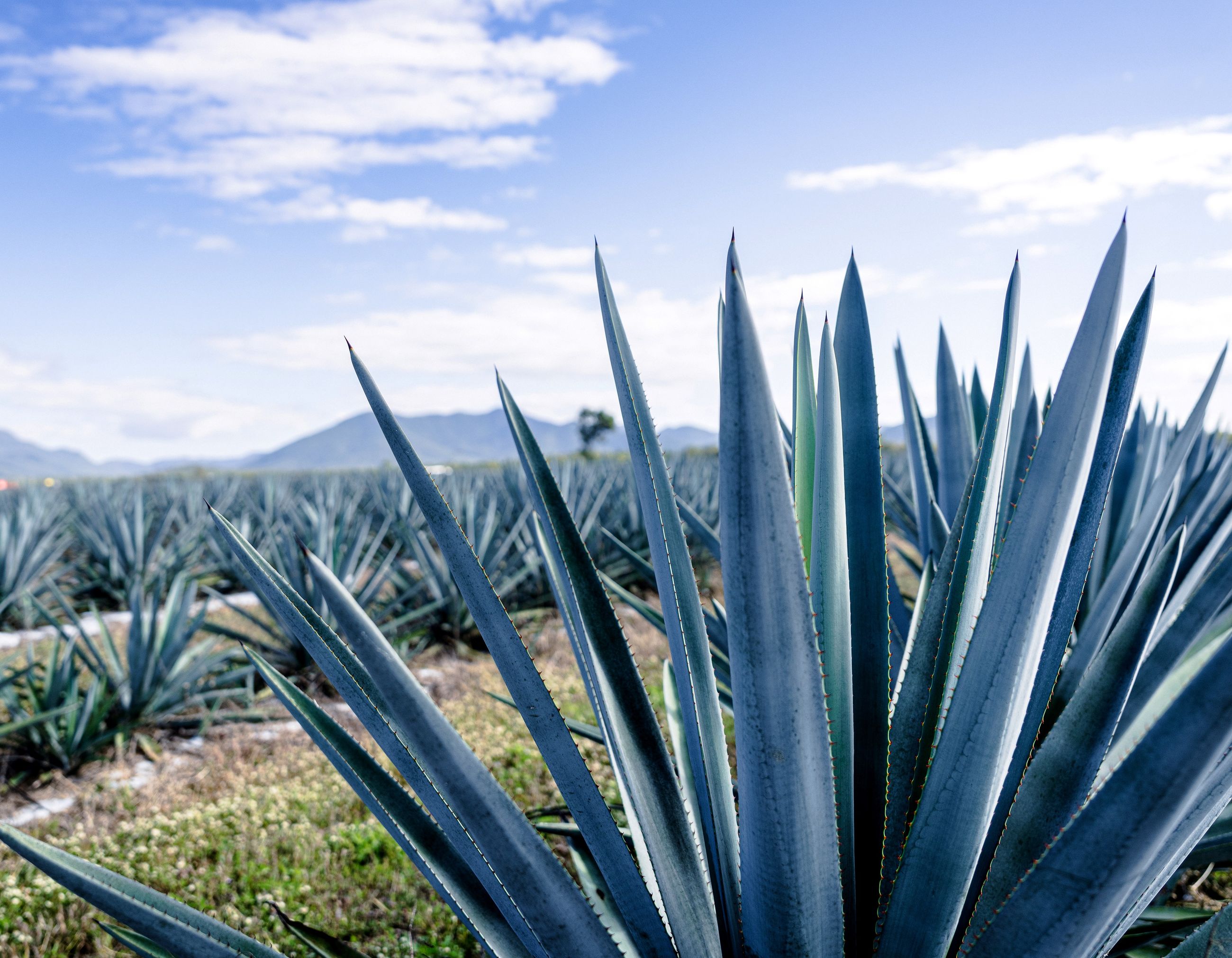 Our Spirit | Crafted from Blue Agave in Queensland