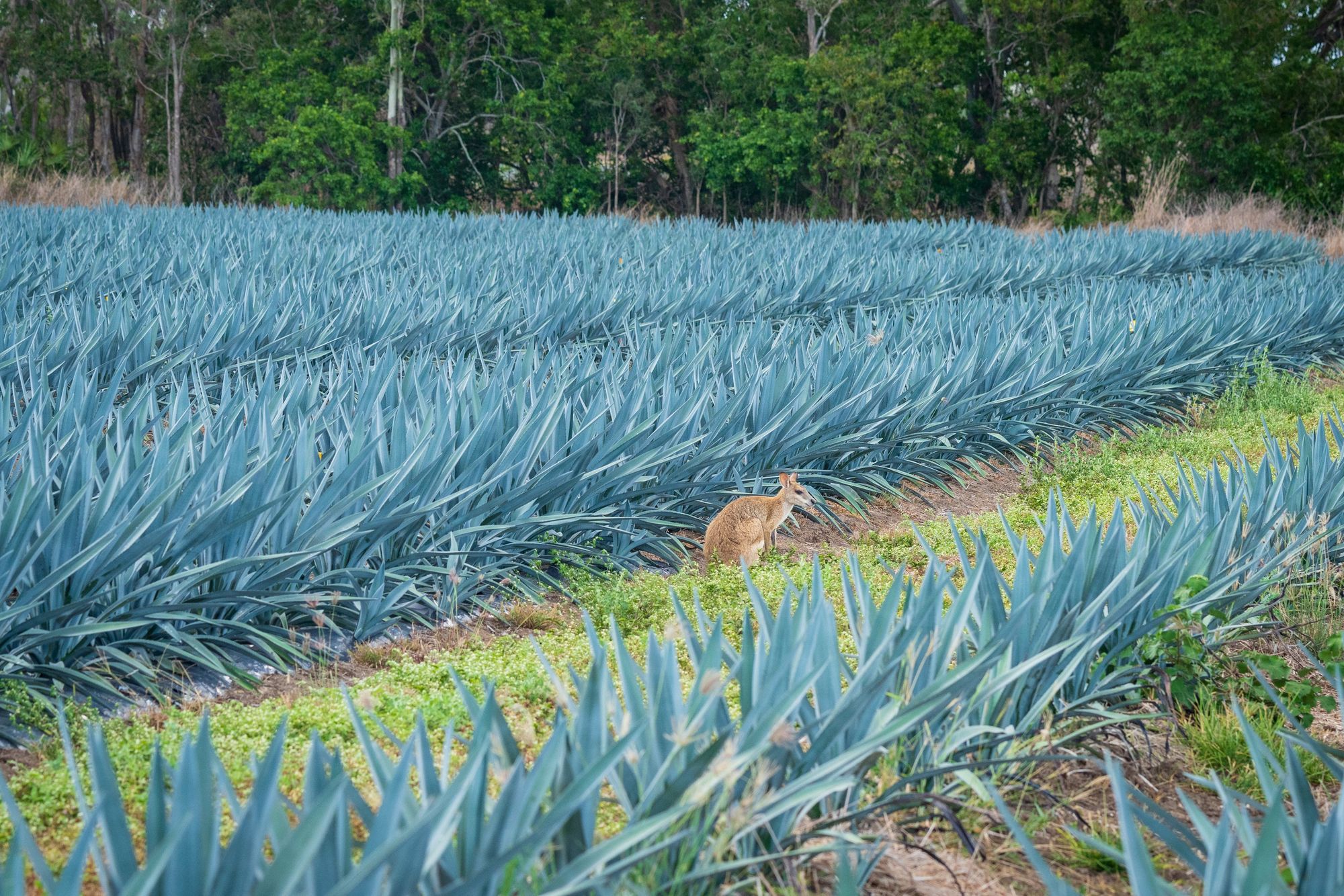 Our Farm | Coastal Agave Fields in Queensland's Tropics