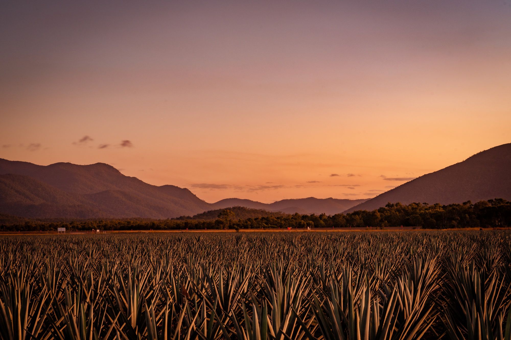 Our Farm | Coastal Agave Fields in Queensland's Tropics