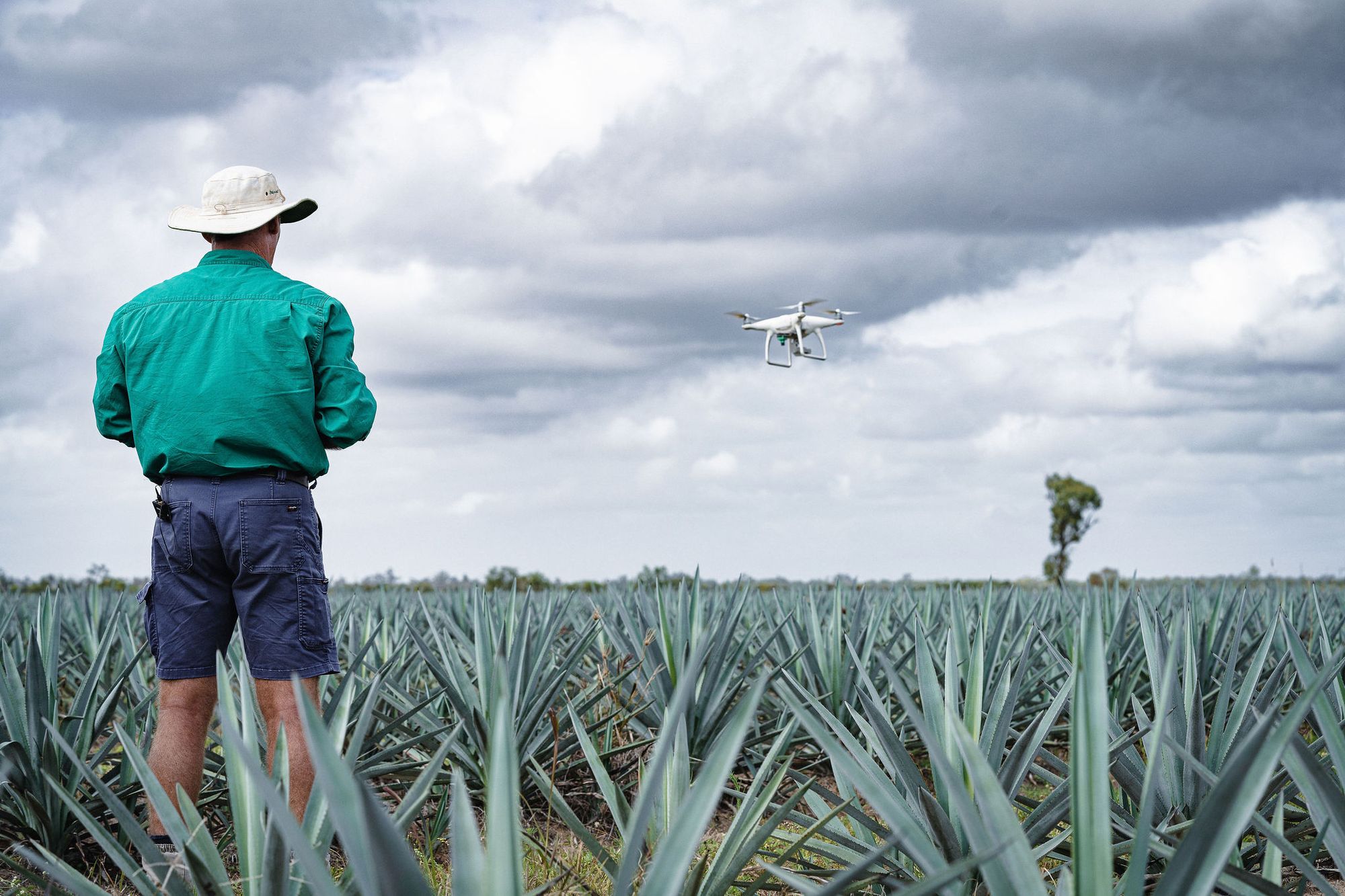 Our Farm | Coastal Agave Fields in Queensland's Tropics