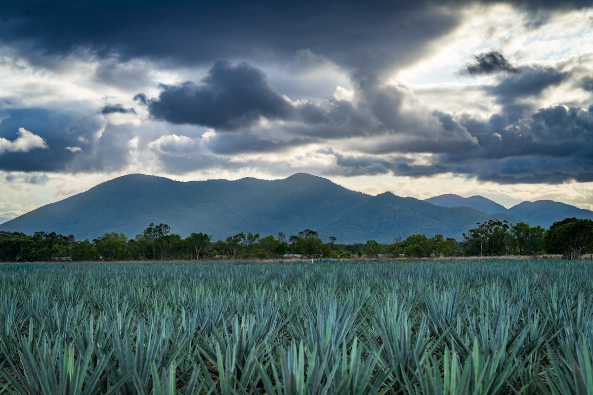 Our Farm | Coastal Agave Fields in Queensland's Tropics