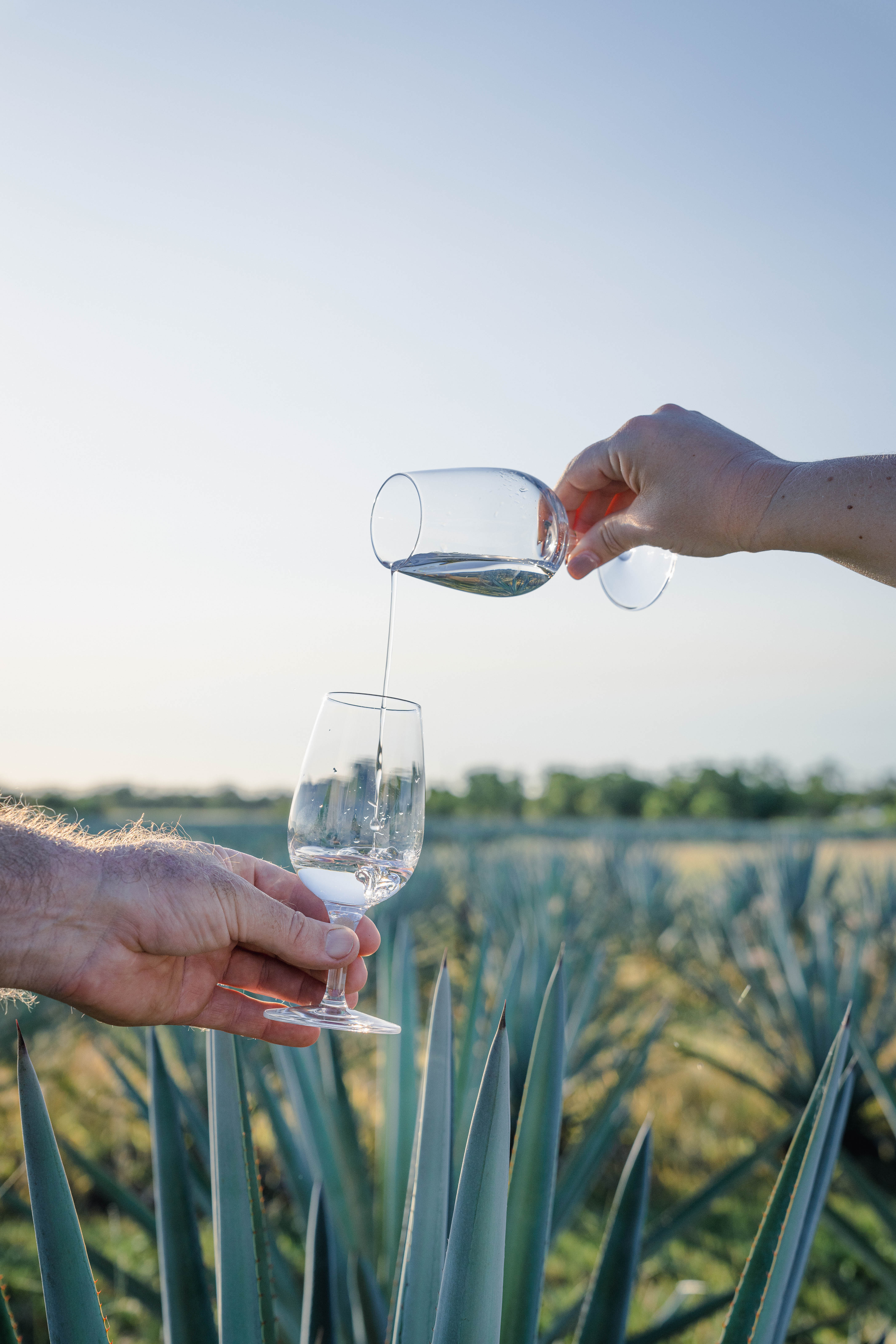 BEGINNER'S GUIDE TO AGAVE | Act of Treason