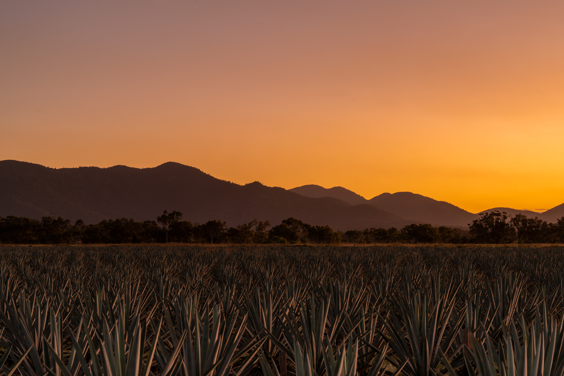 DRY TROPICS | Act of Treason