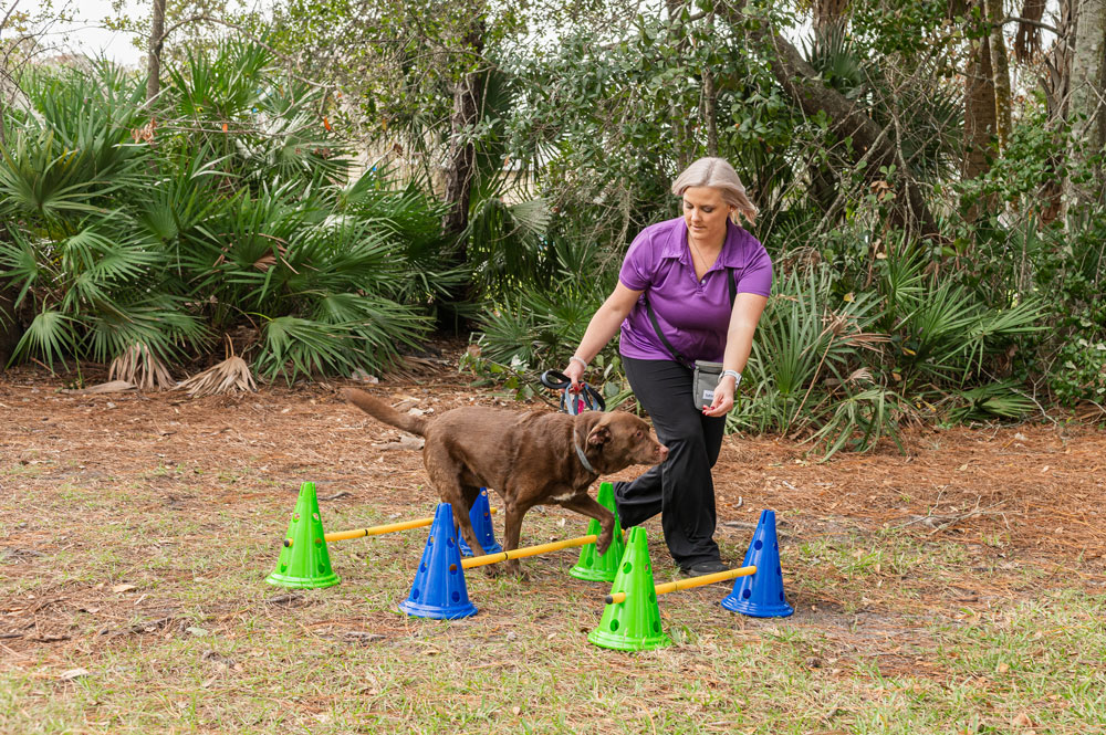 Optimize Canine Well-being with Happy Paws Rehab's Progressive Exercise ...
