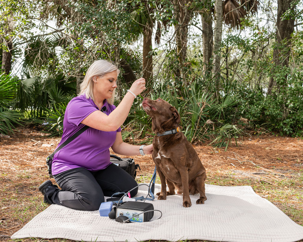 Revolutionize Canine Health with PEMF Treatment at Happy Paws Rehab in ...