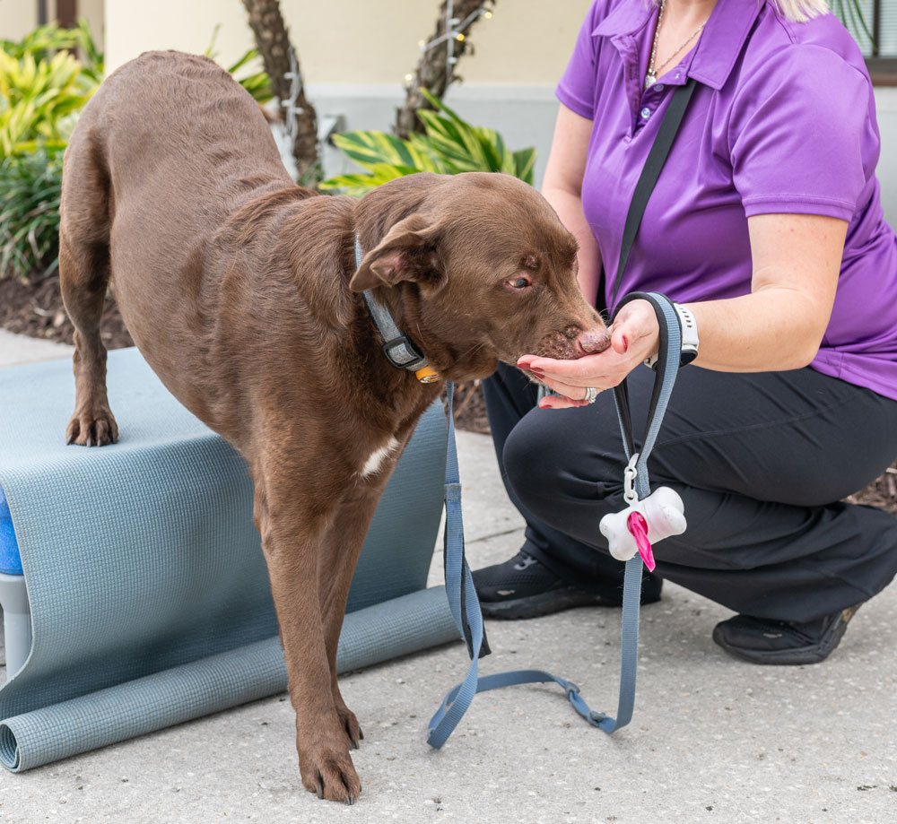 Happy Paws Rehab: Leading Canine Rehabilitation for IVDD in Orlando, FL ...