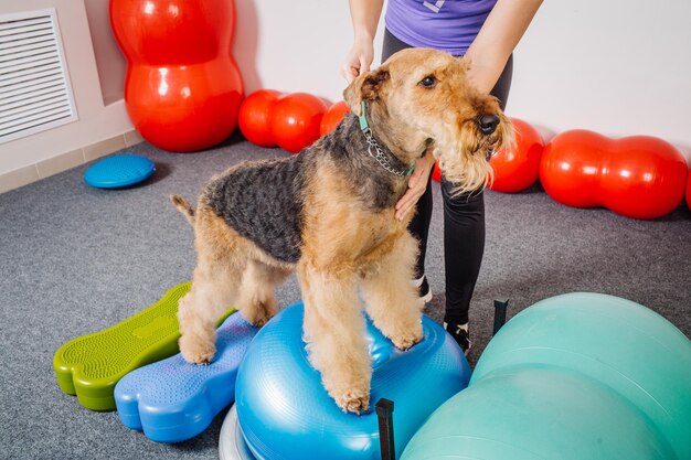 Bark to Basics: Unleashing the Healing Power of Canine Rehabilitation ...