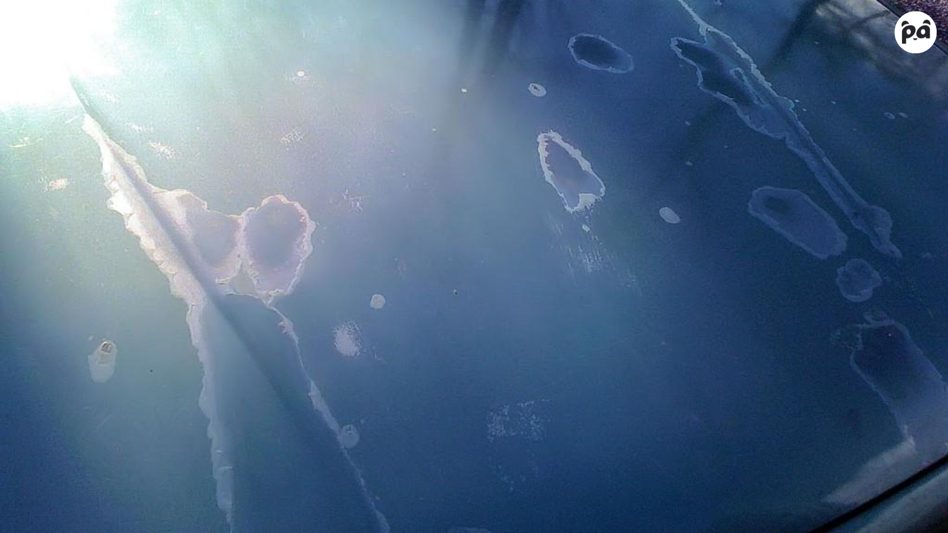 How To Remove Swirl Marks From Car Paint? | Panda Hub Car Care