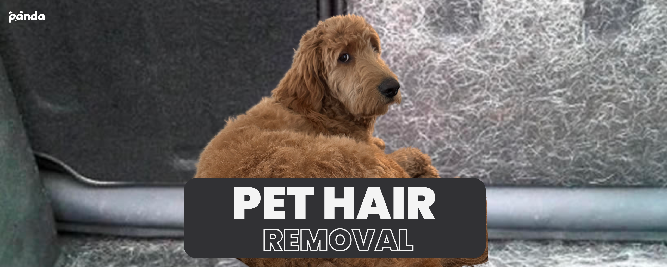 9 Easy Ways to Get Rid of Pet Hair from your Car | Panda Hub Car Care