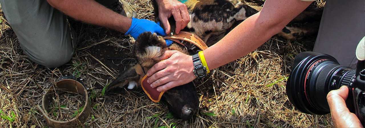 Saving Endangered Species - Wildlife ACT