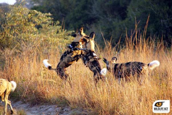 Wildlife Tracking and Monitoring in Africa - Wildlife ACT