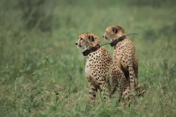 Wildlife Tracking - Cheetah Monitoring - Wildlife ACT