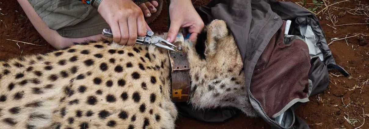 Wildlife Tracking - Cheetah Monitoring - Wildlife ACT