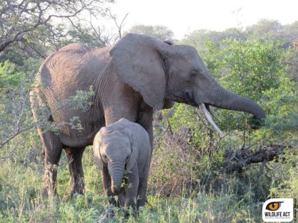 Hluhluwe-iMfolozi Park (HiP) Conservation with Wildlife ACT