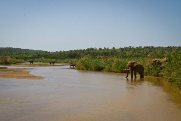 Hluhluwe-iMfolozi Park (HiP) Conservation with Wildlife ACT
